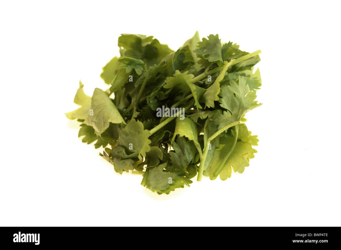 Chopped coriander Cut Out Stock Images & Pictures - Alamy