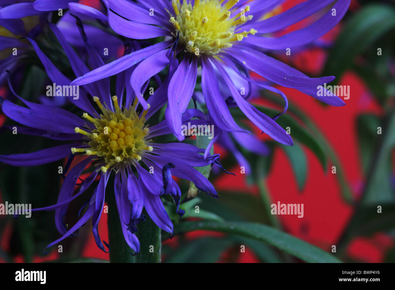 alpine aster (Aster alpinus) on red background Stock Photo - Alamy