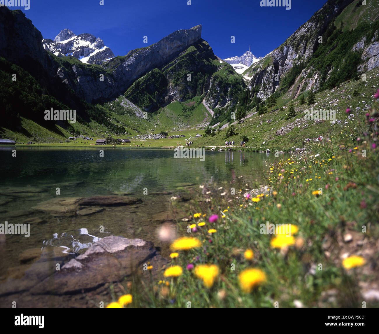 Switzerland Europe Lake Seealp Alpstein Mount Santis Seealpsee Wild ...