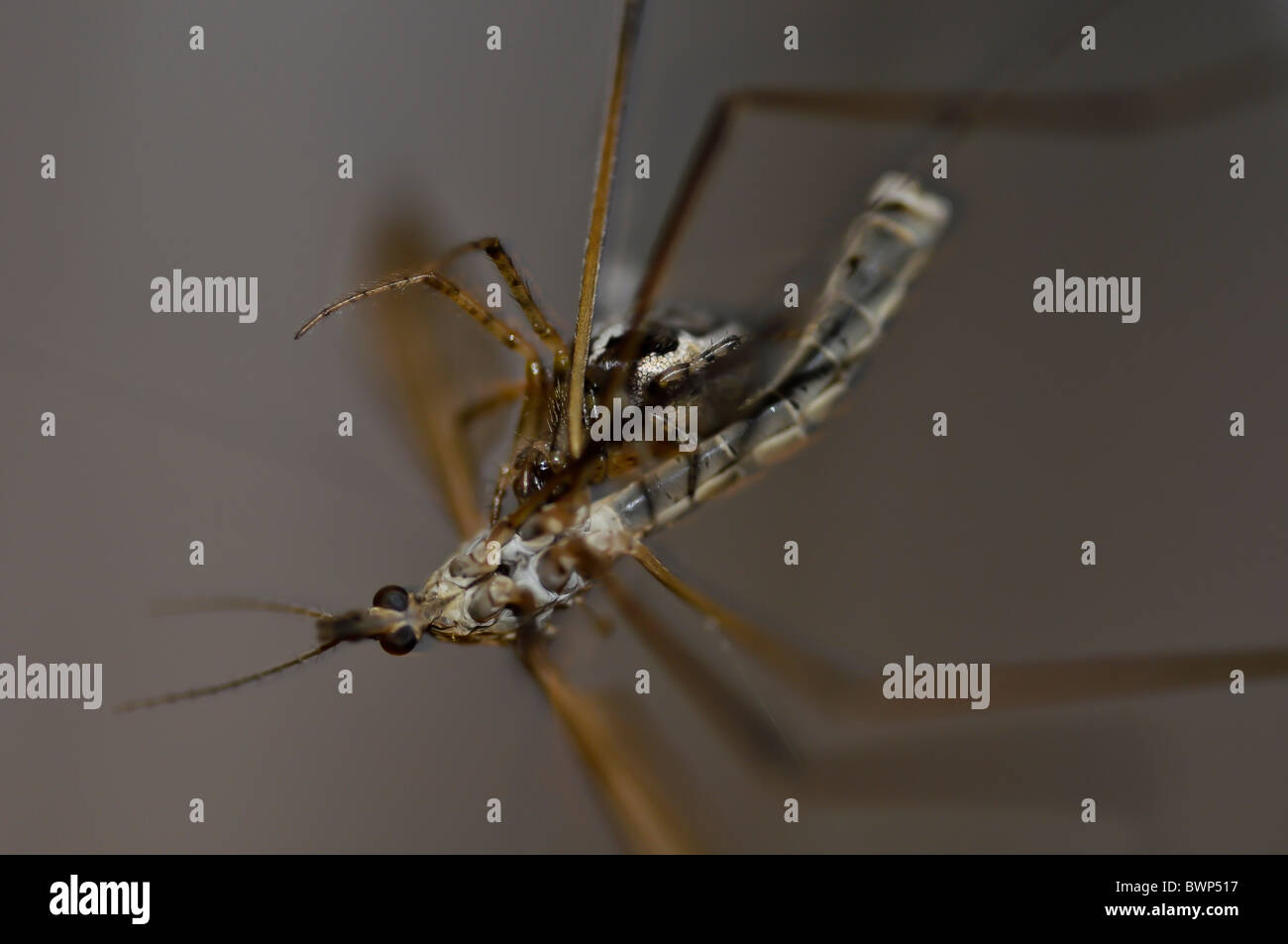 Crane fly caught by an Orb-web spider Stock Photo - Alamy