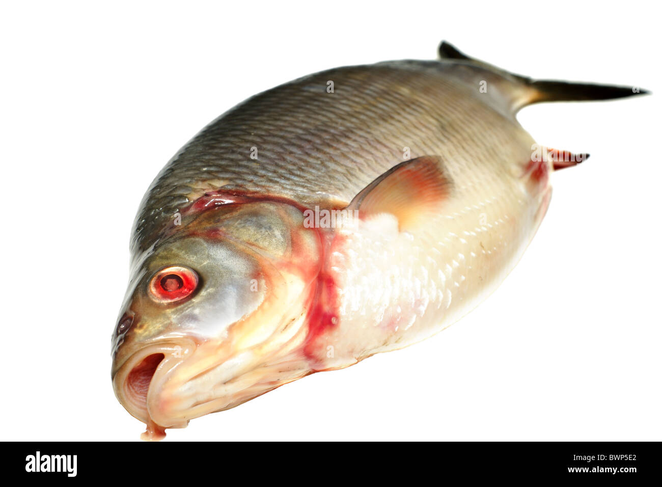 Freshwater bream fish isolated on white background Stock Photo - Alamy
