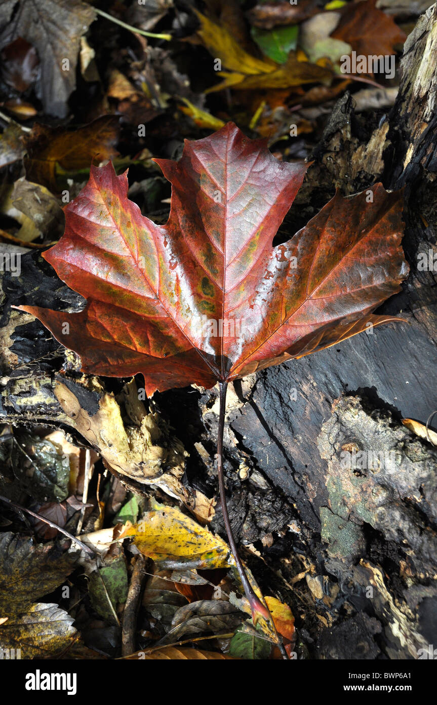 Norway Maple leaf Acer platanoides in woodland in Autumn Stock Photo ...