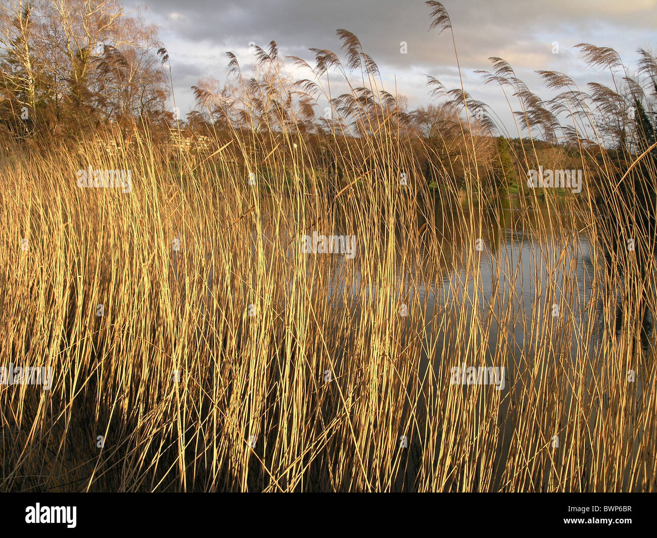Shore Coast Lake Reed Nature Landscape Stock Photo - Alamy