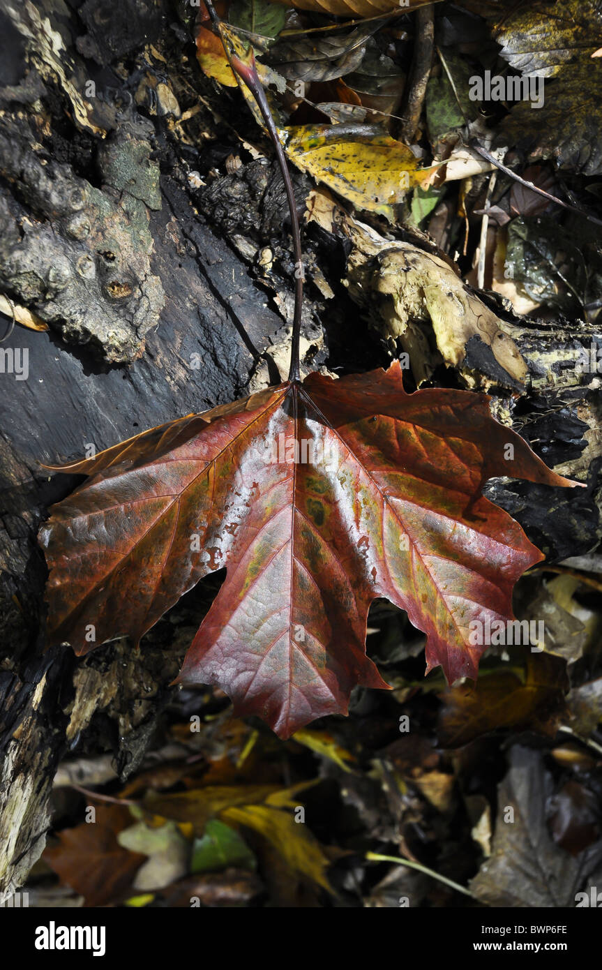 Norway Maple Leaf High Resolution Stock Photography and Images - Alamy
