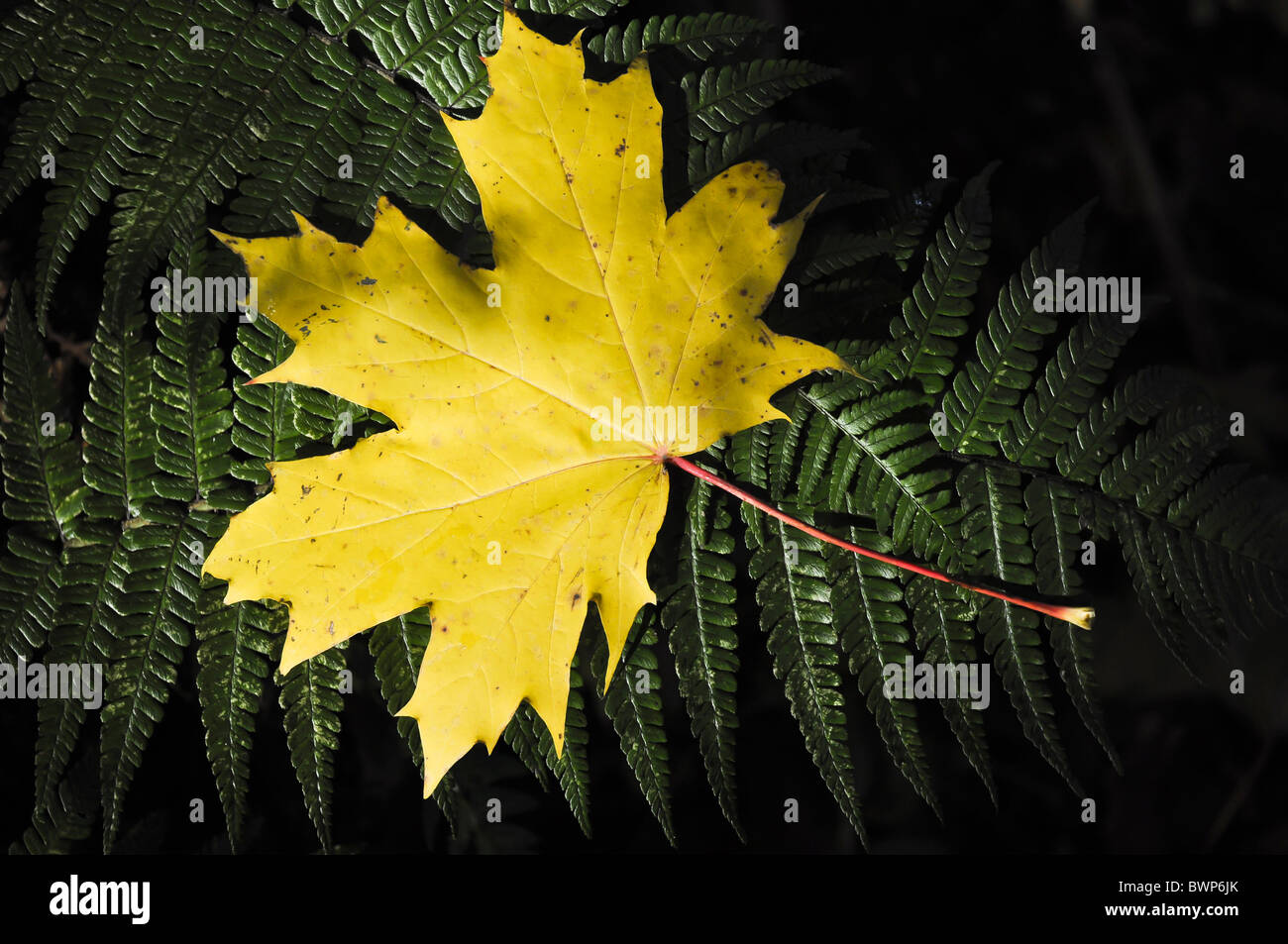 Norway Maple leaf Acer platanoides in woodland in Autumn Stock Photo ...