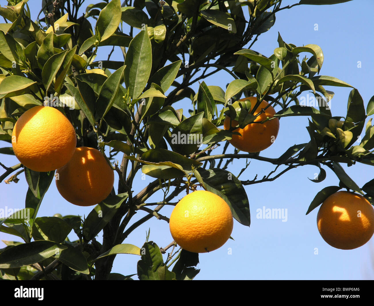 Majorca Spain Europe Balearic Islands Orange tree Oranges Fruits ...