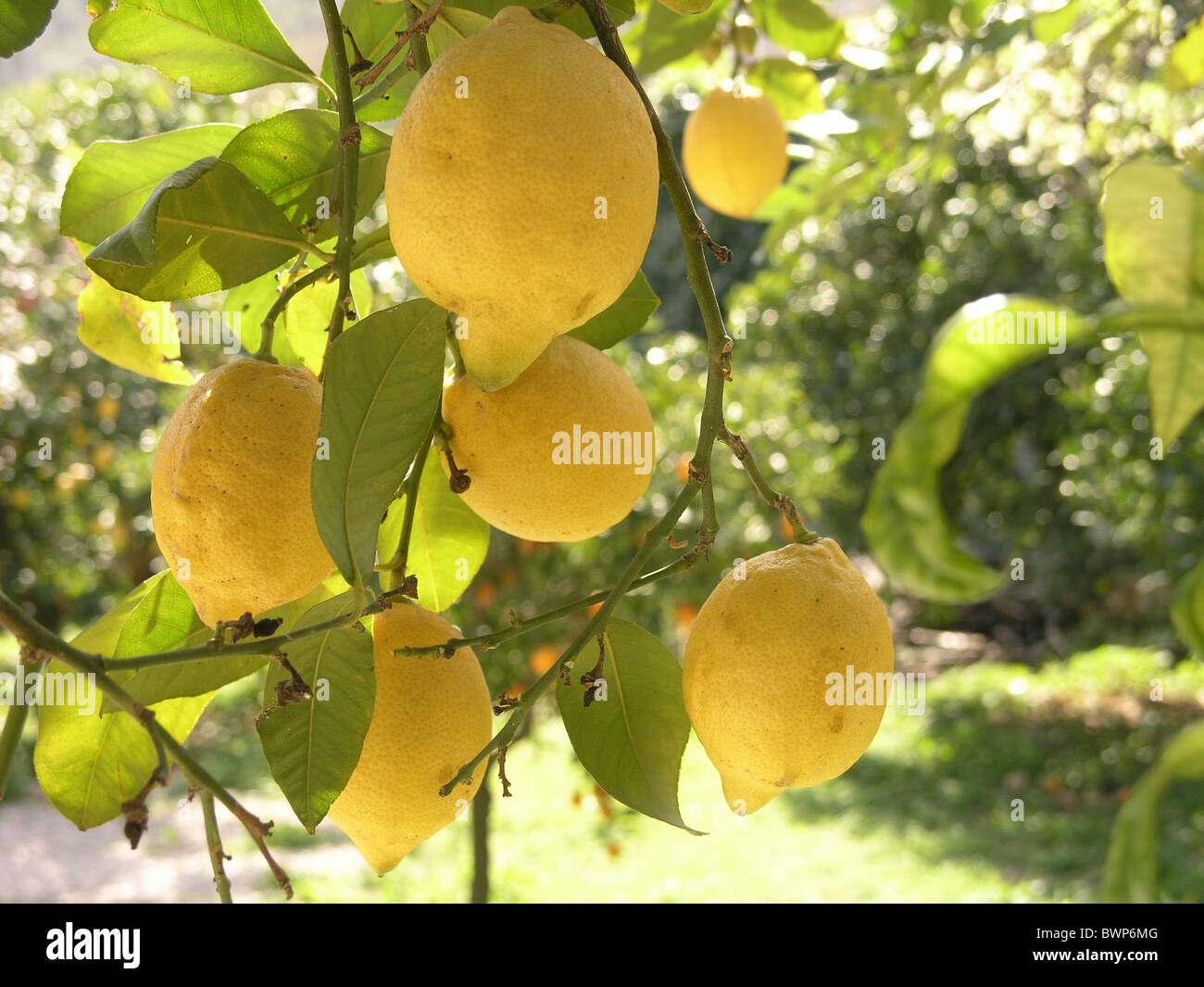 Majorca Spain Europe Balearic Islands Lemon tree Citrons Lemons Fruits ...