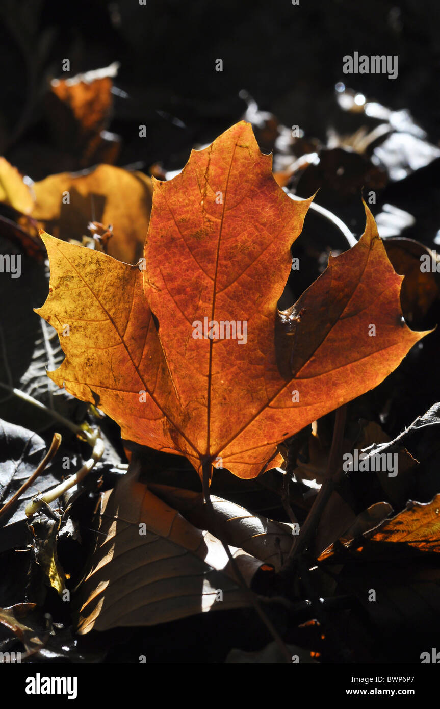 Norway Maple leaf Acer platanoides in woodland in Autumn Stock Photo ...