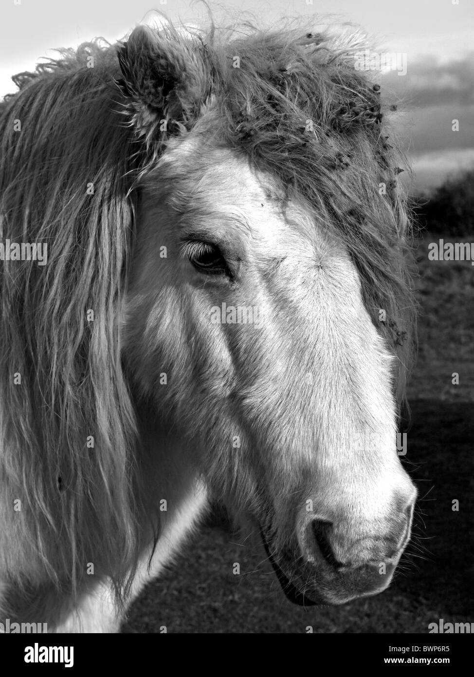 Shetland pony Black and White Stock Photos & Images - Alamy