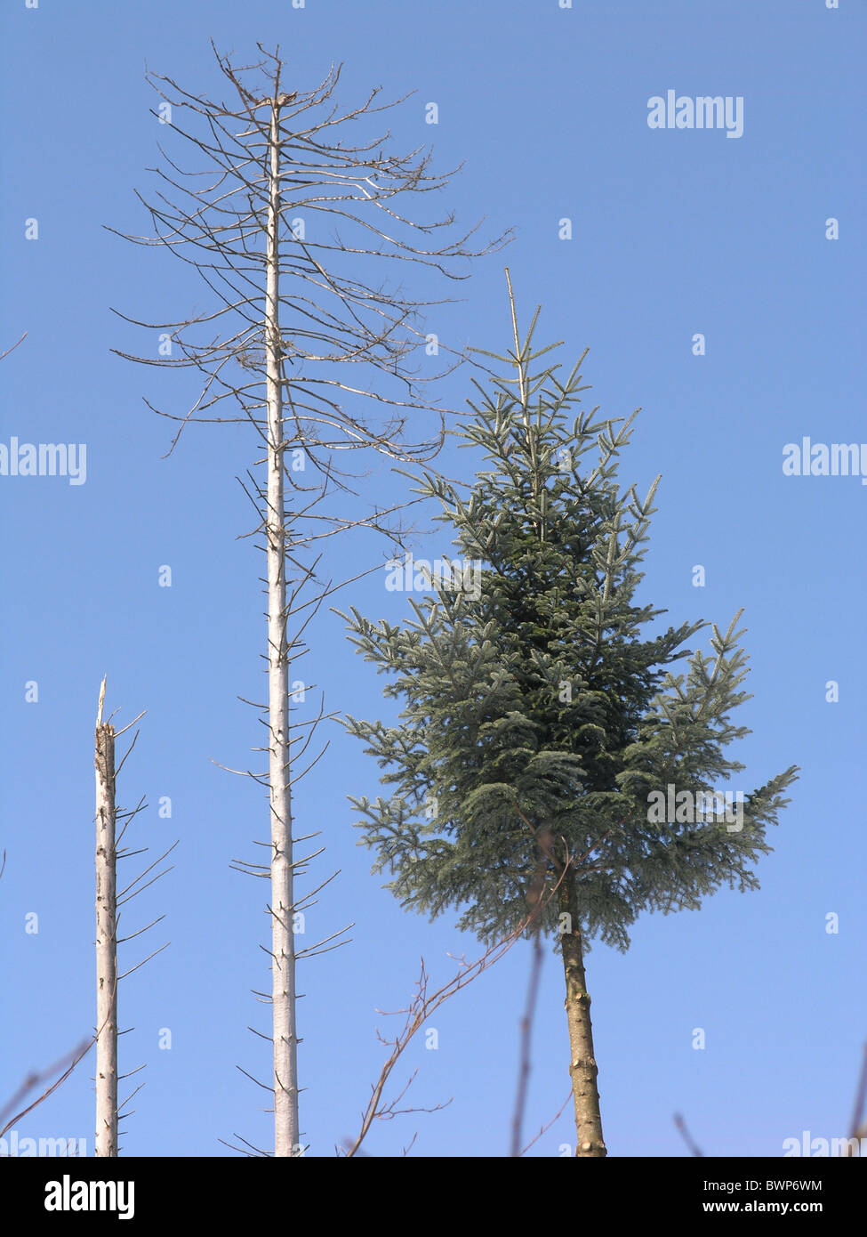 Loss trees hi-res stock photography and images - Alamy