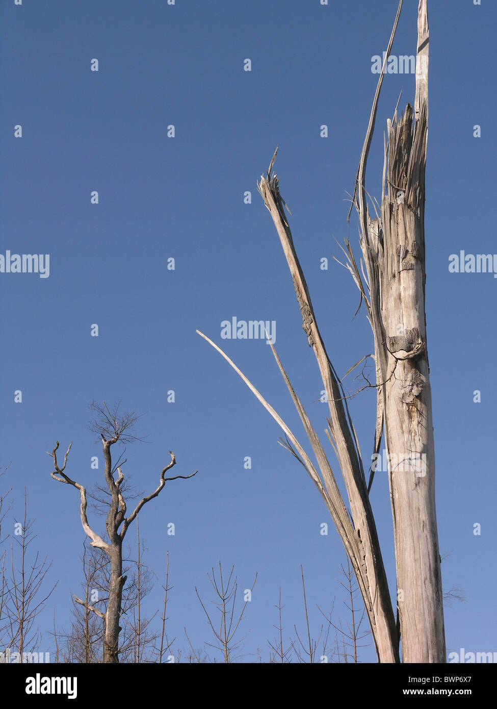 Loss trees hi-res stock photography and images - Alamy