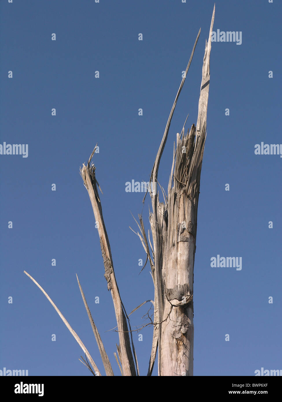 Loss trees hi-res stock photography and images - Alamy