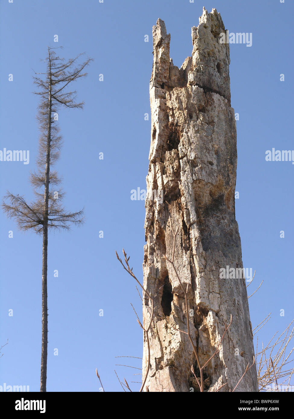 Storm loss Damage Forest Tree Trees Broken Stock Photo - Alamy