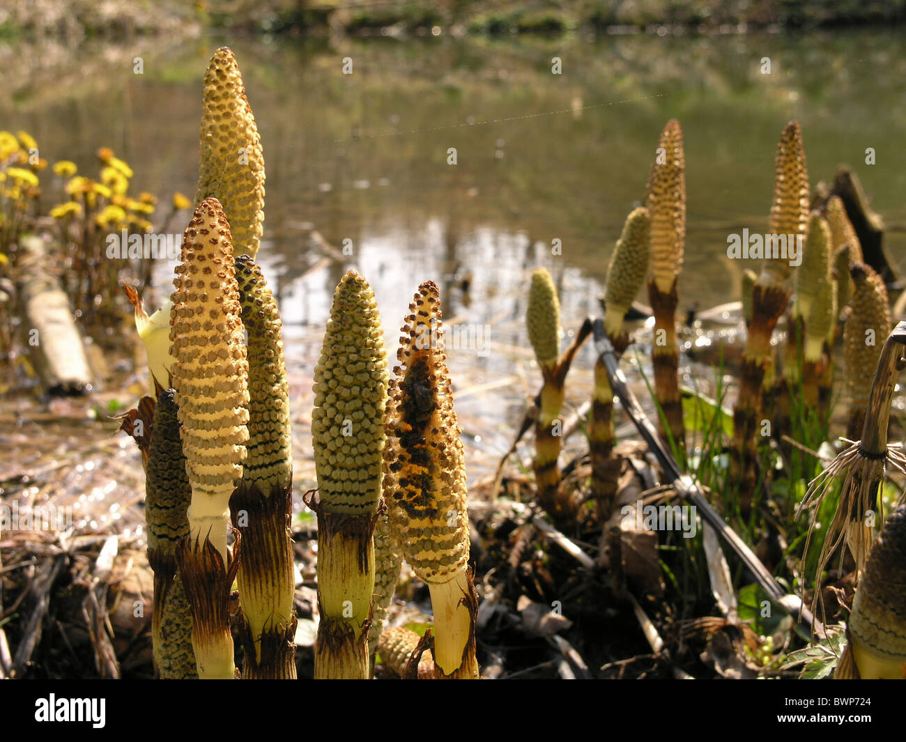 Horsetail Equisetum Plants Plant Horsetails Water Pond Nature Stock ...