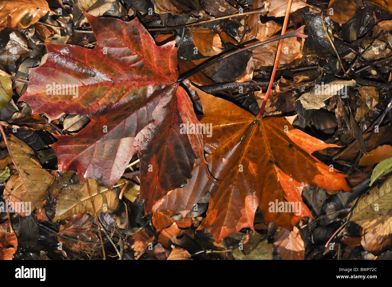 Norway Maple leaf Acer platanoides in woodland in Autumn Stock Photo ...
