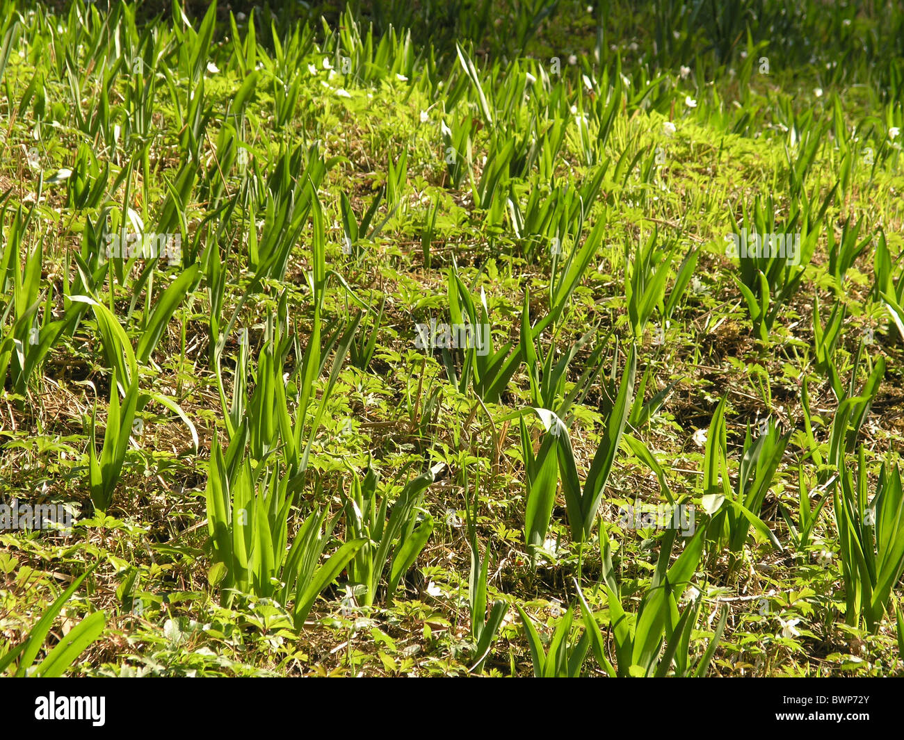 Plants and flowers hi-res stock photography and images - Alamy