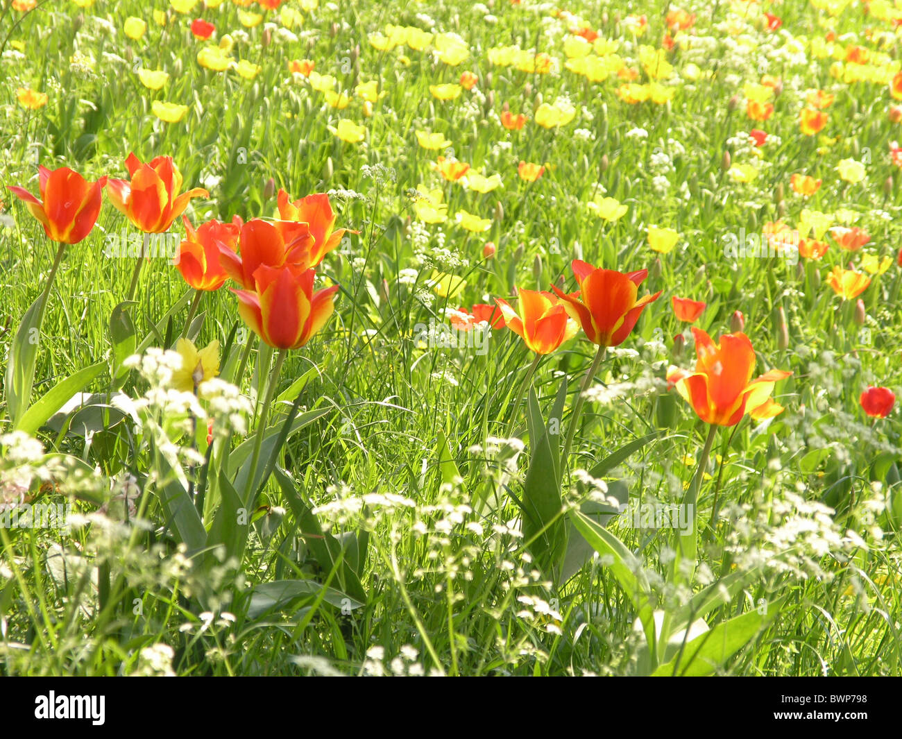 Spring Springtime Flowers Tulips Narcissus Daffodils Blossoms Red ...