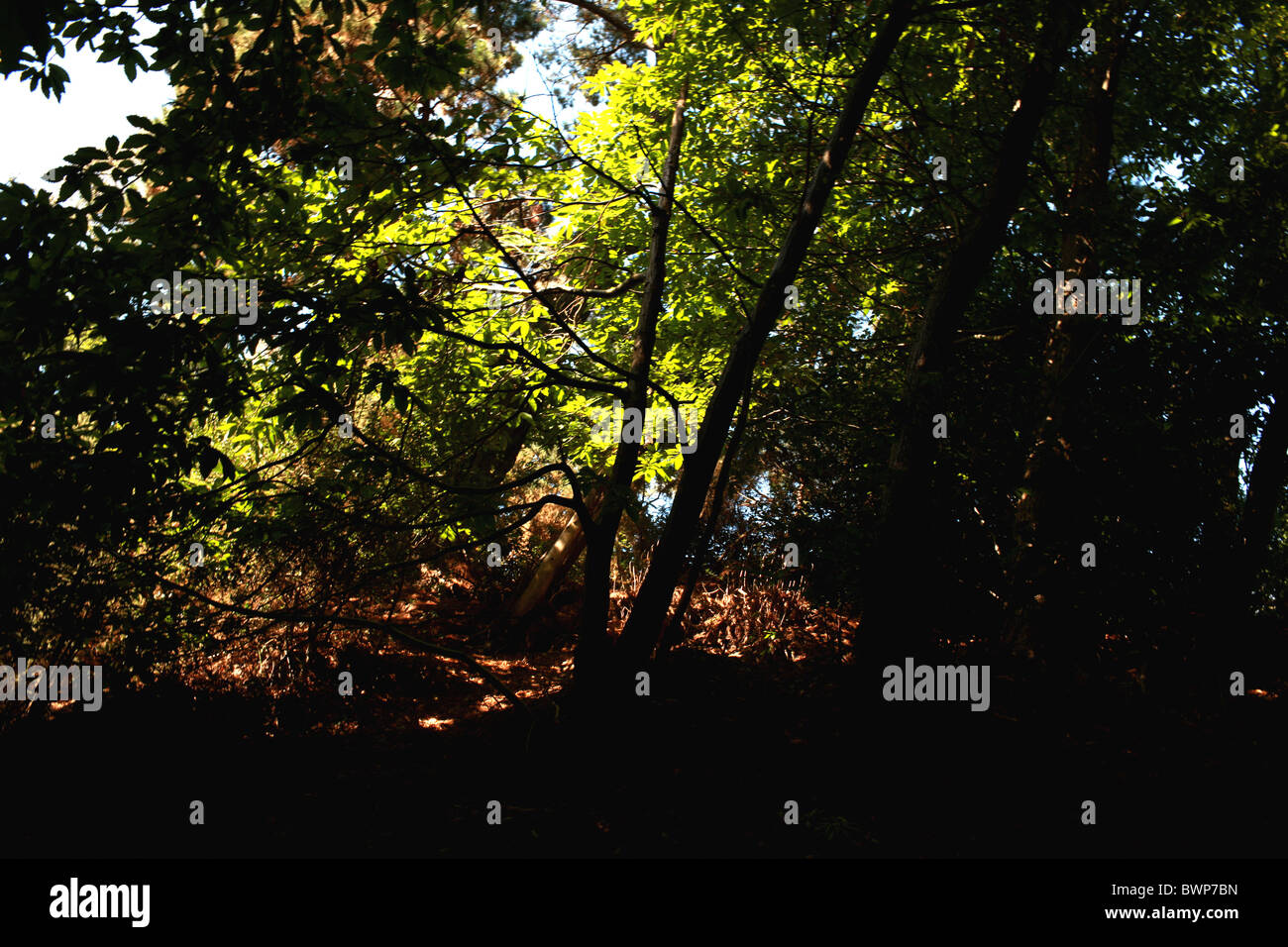 Dark woods hi-res stock photography and images - Alamy