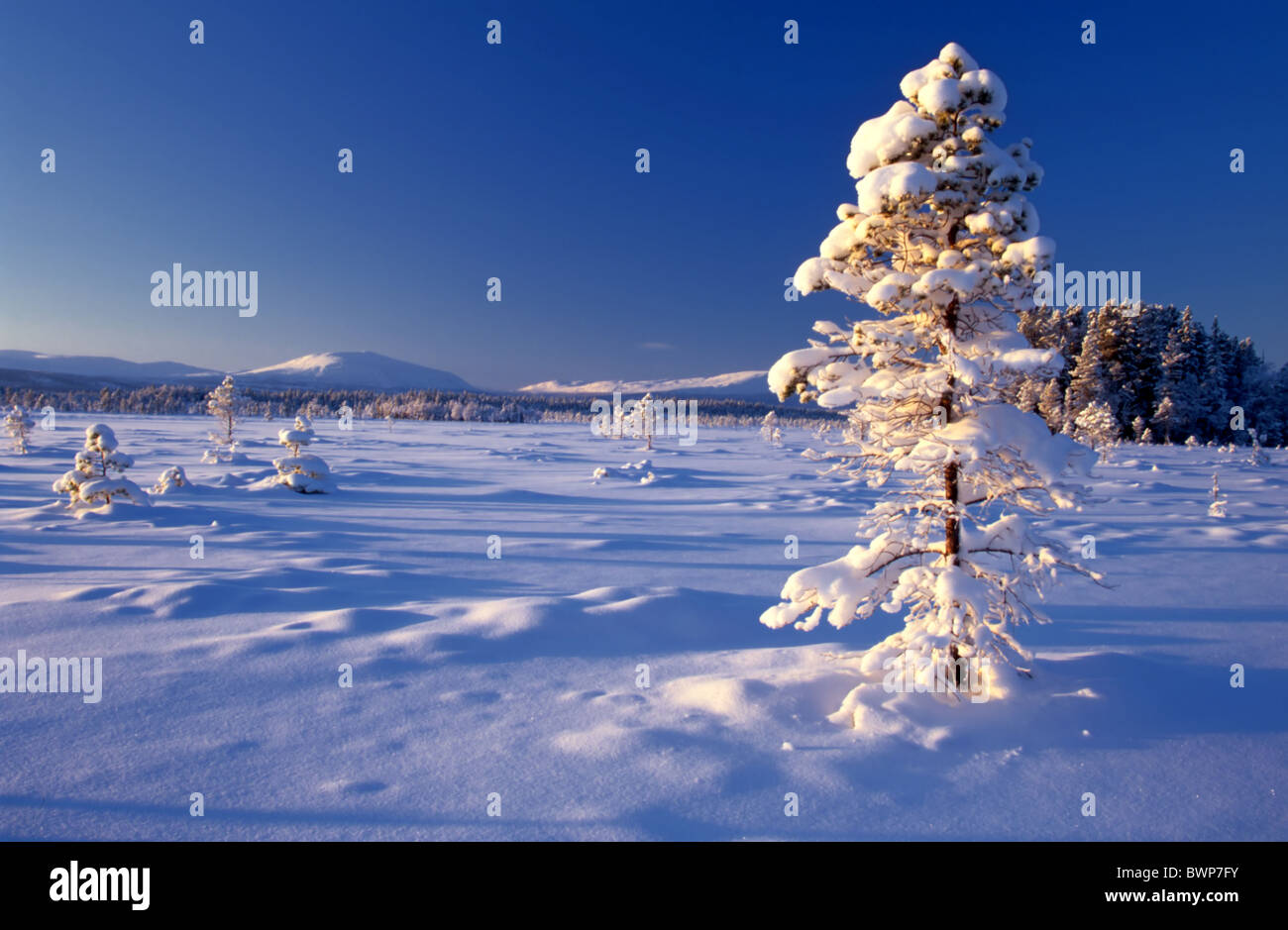 Beautiful winter landscape of big frozen tree in sunshine Stock Photo ...