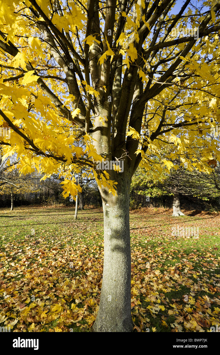 Norway Maple tree Acer platanoides in Autumn Stock Photo - Alamy