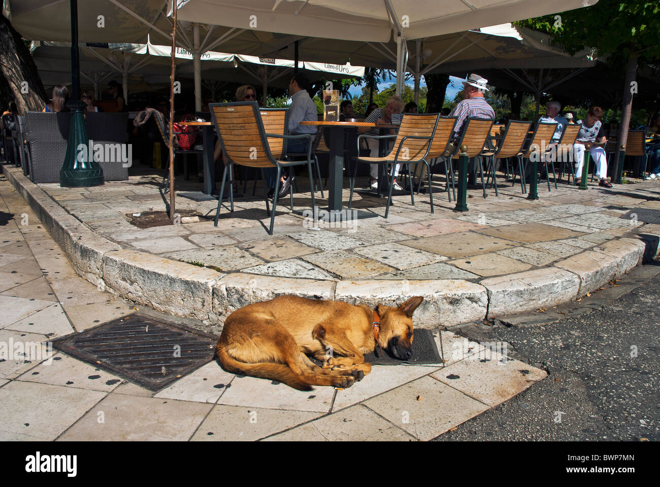 Corfu animals hi-res stock photography and images - Alamy