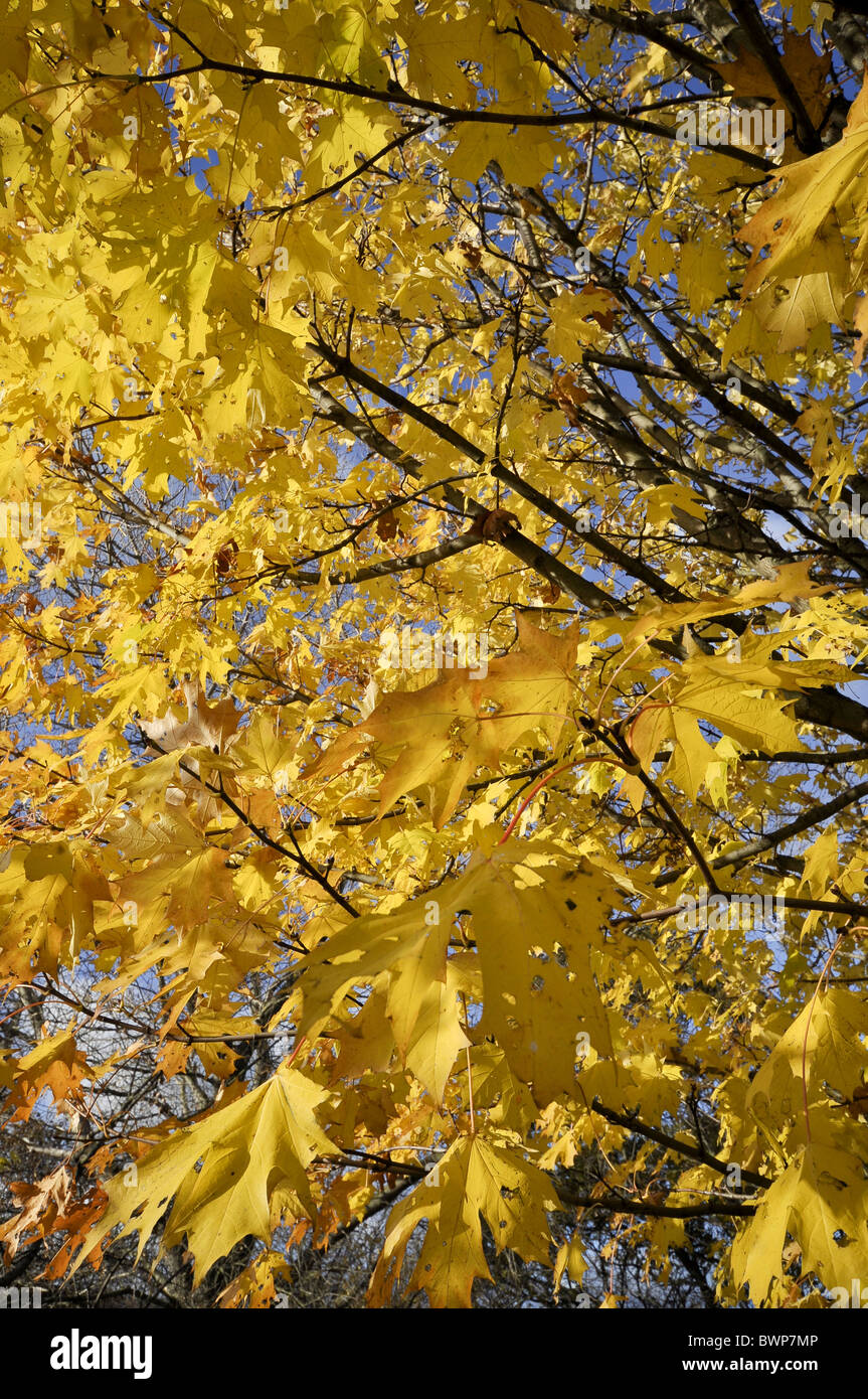 Norway Maple tree Acer platanoides in Autumn Stock Photo - Alamy
