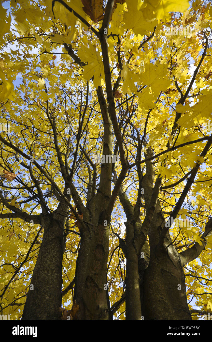 Norway maple tree hi-res stock photography and images - Alamy