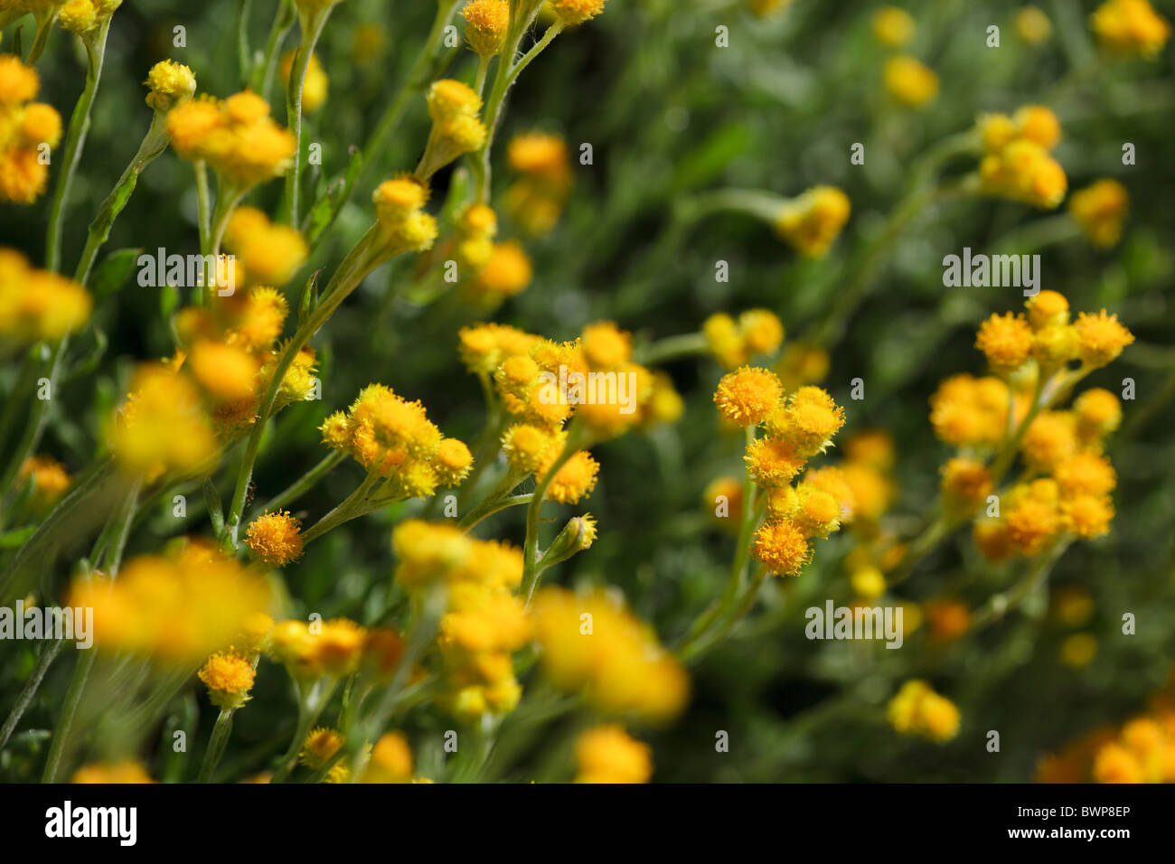 Small yellow flower buds Stock Photo - Alamy