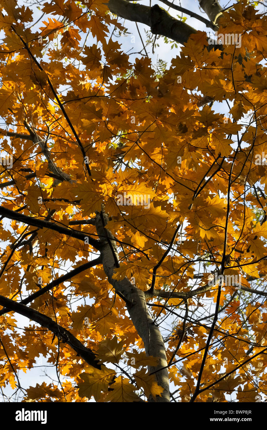 Red oak tree hi-res stock photography and images - Alamy