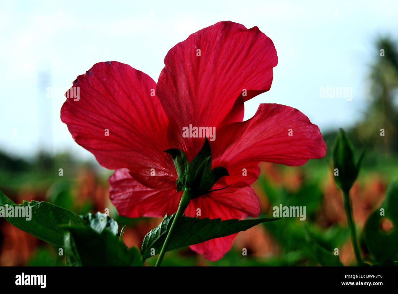 A red hibiscus flower Stock Photo - Alamy