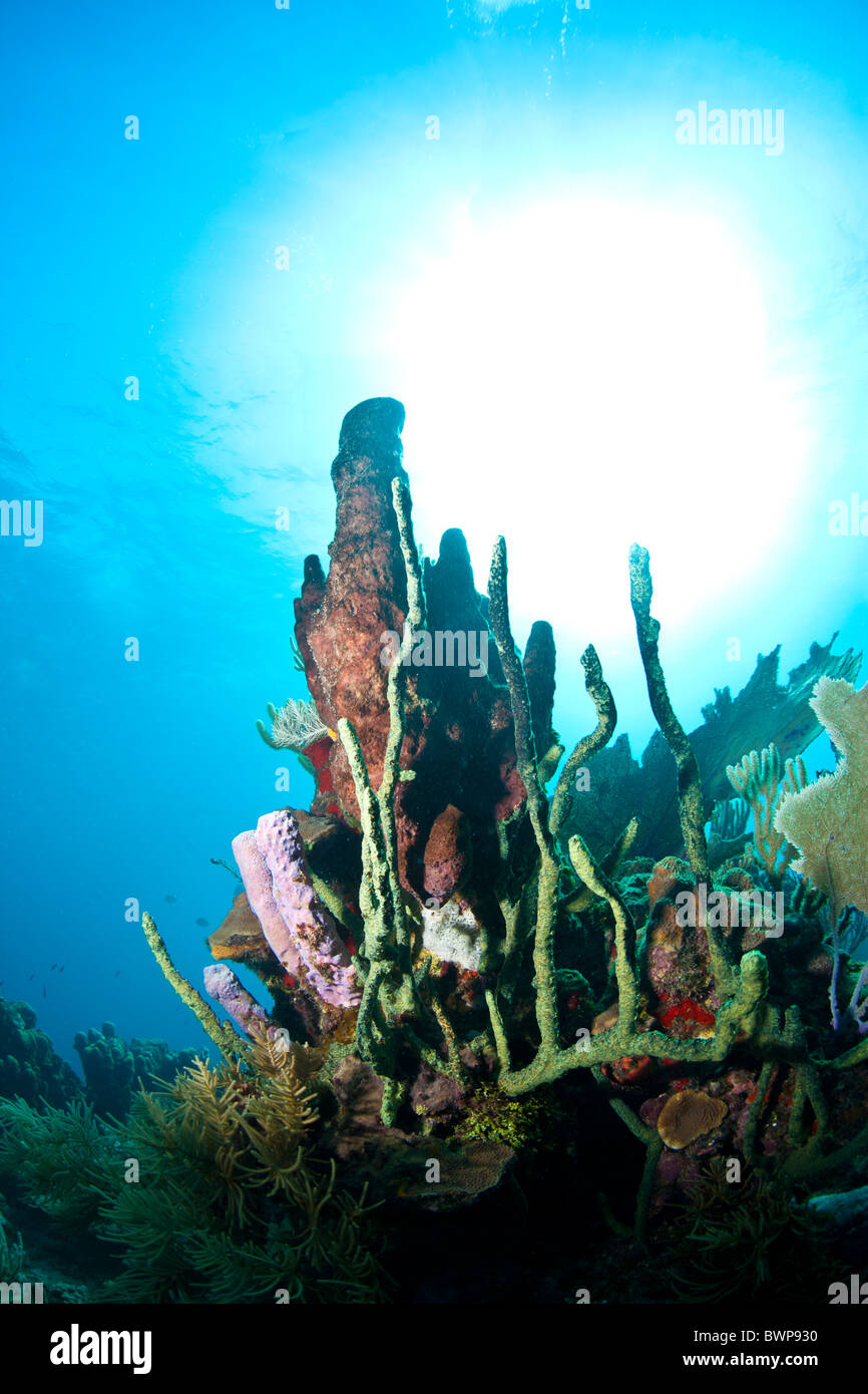 Off the coast of Roatan Honduras underwater coral reefs are bathed in ...