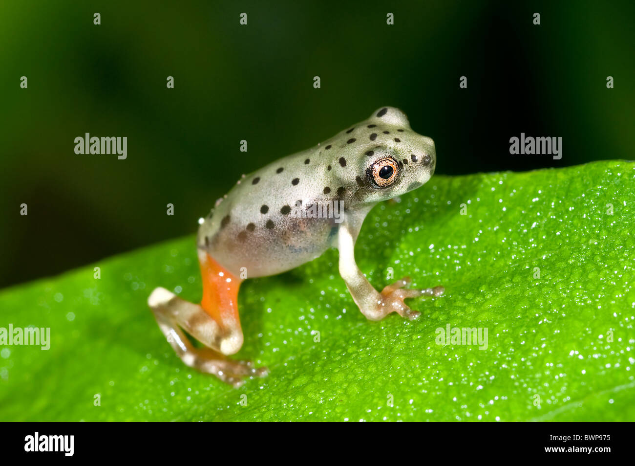 Small juvenile frog from Ecuador Stock Photo - Alamy