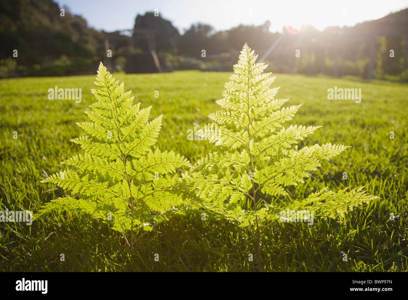 Backlit fern leaves hi-res stock photography and images - Alamy
