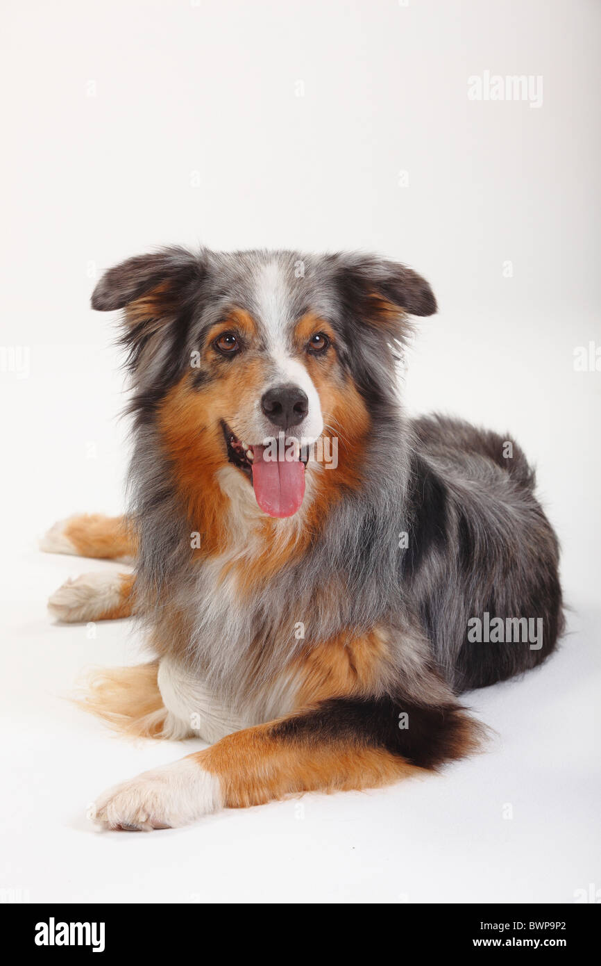 Blue merle hi-res stock photography and images - Alamy