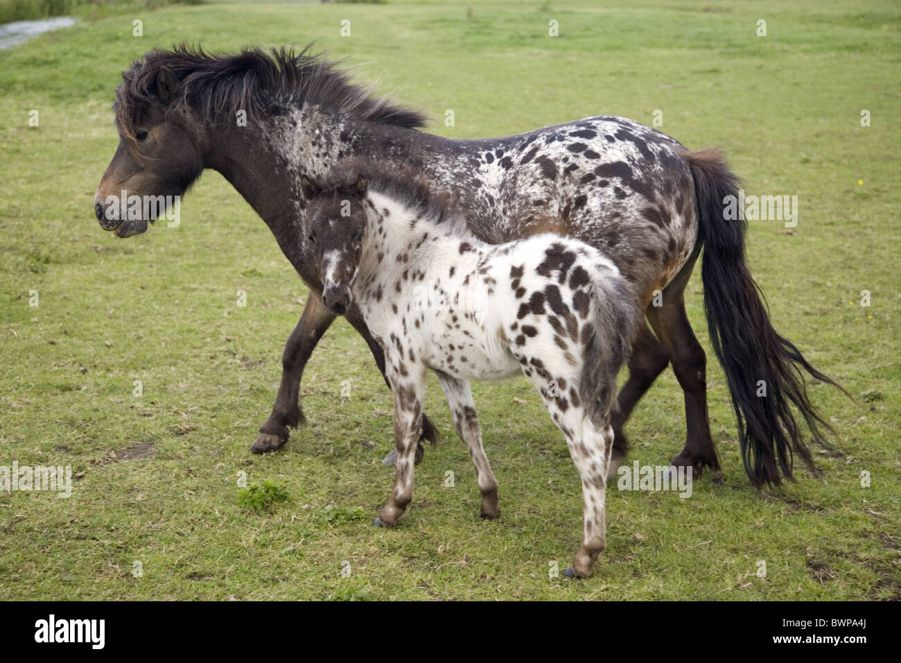 Two spotted ponies: mother and child, Hardinxveld-Giessendam, South ...