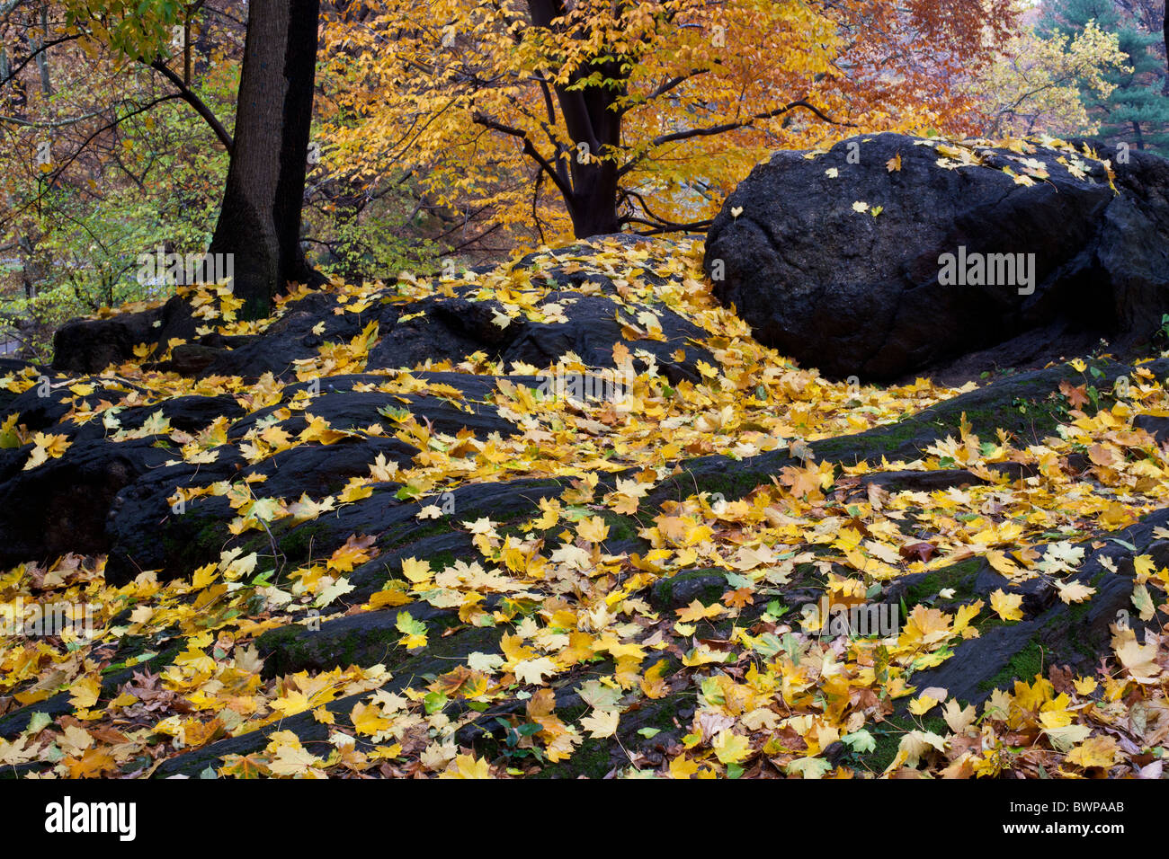 Autumn in Central Park and after a rain leaves are wet on the ground ...