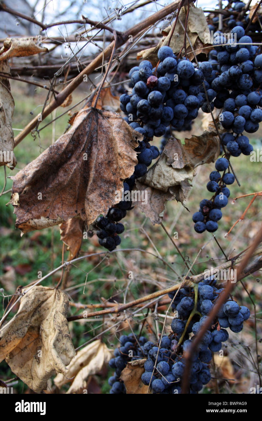 Suspended grapes hi-res stock photography and images - Alamy