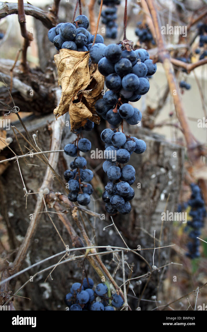 not picked grapes Stock Photo - Alamy