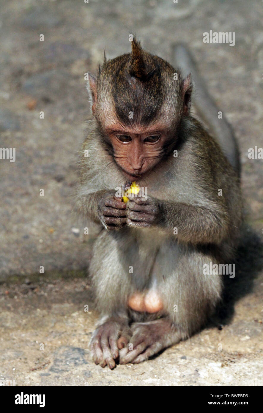 Baby Macaque Monkey Stock Photo - Alamy