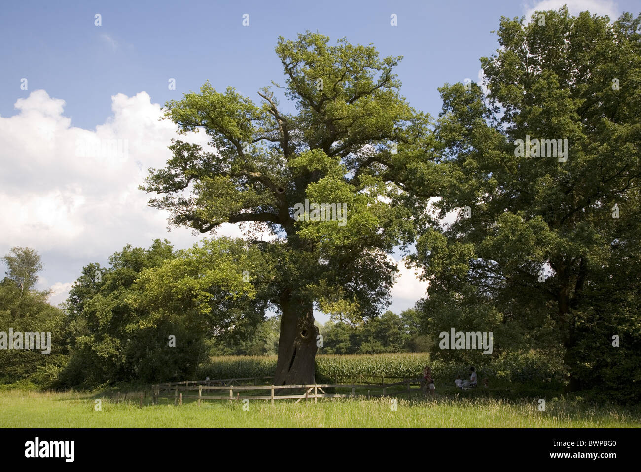 The "Dikke Boom", the thickest tree of the Netherlands, Laren ...