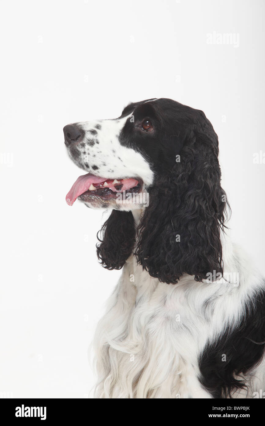 English cocker spaniel black hi-res stock photography and images - Alamy