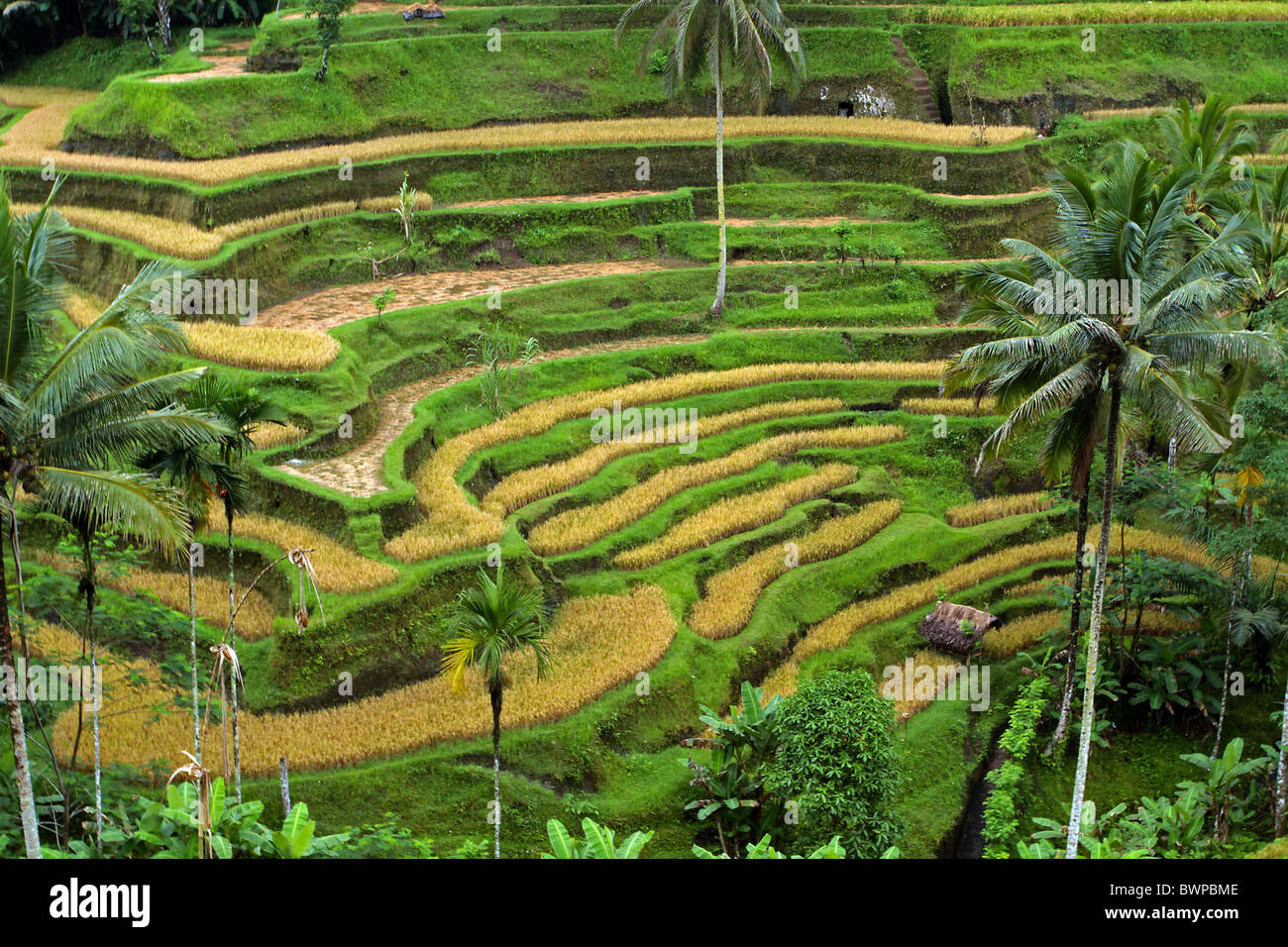 Bali rice terraces Stock Photo - Alamy