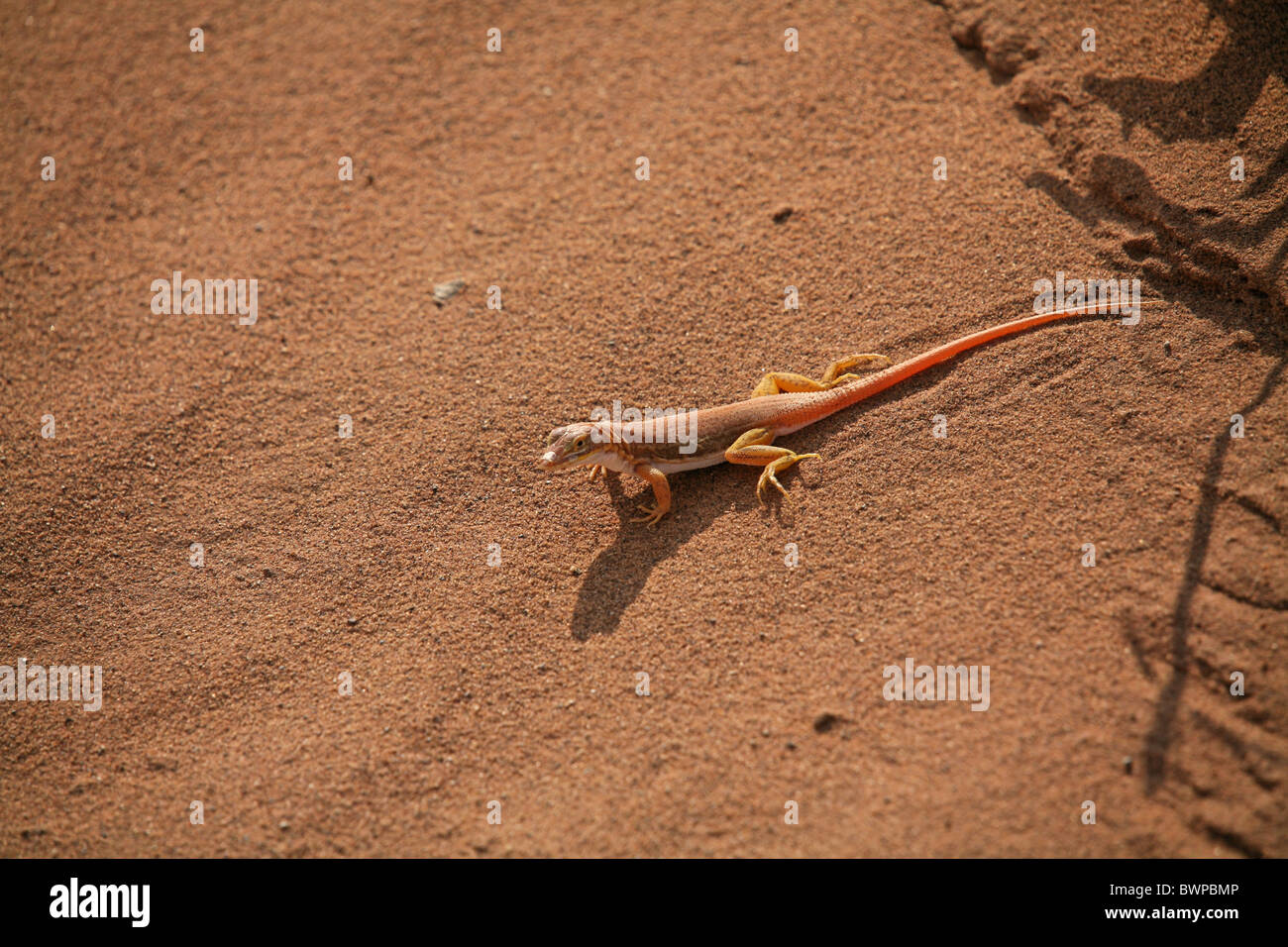10840260 hi-res stock photography and images - Alamy