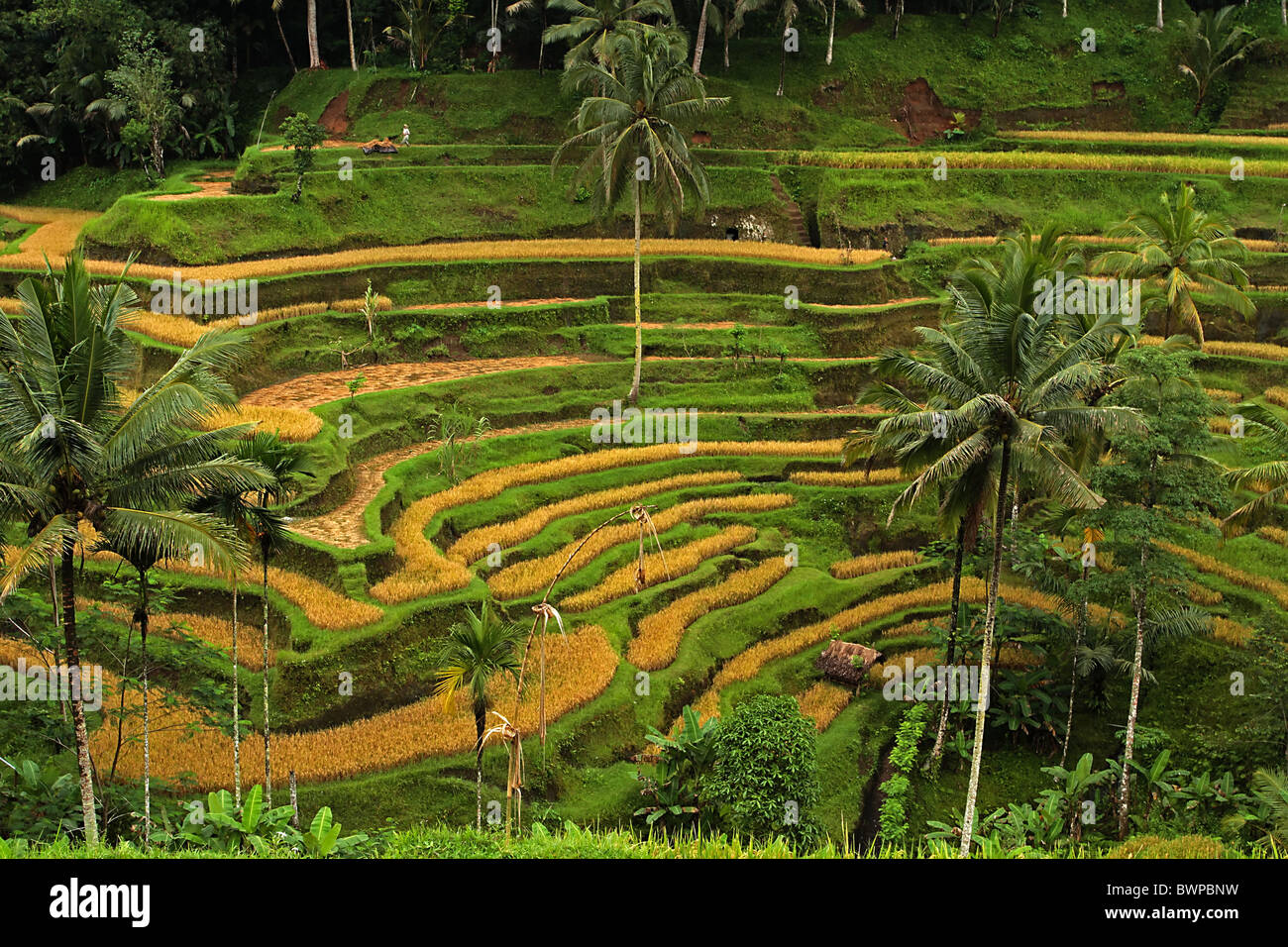 Bali Rice terraces Stock Photo - Alamy