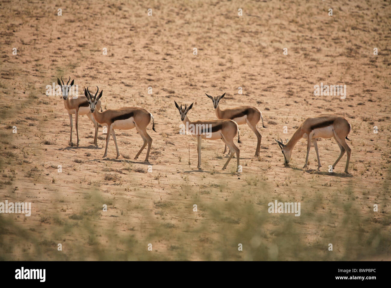 Namibia Africa Springbok Antidorcas marsupialis Namib desert Sossusvlei ...