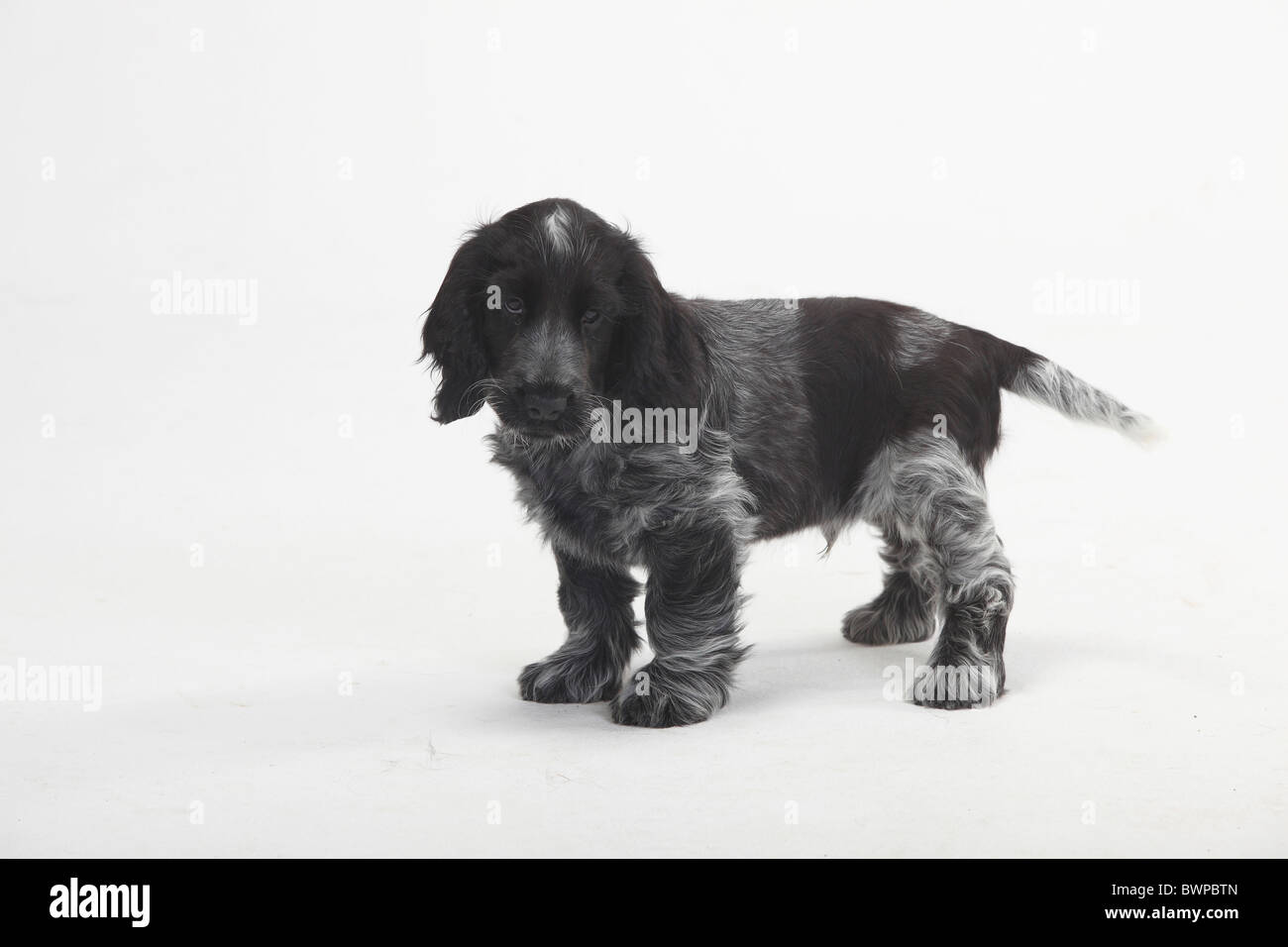 English Cocker Spaniel, puppy, 10 weeks / side Stock Photo - Alamy