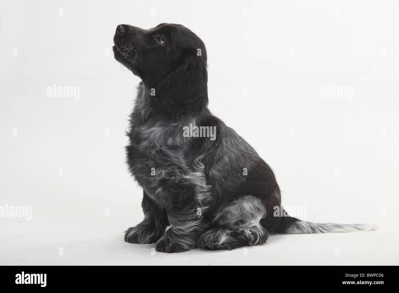 English Cocker Spaniel, puppy, 10 weeks / side Stock Photo - Alamy