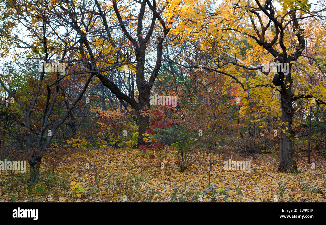 Central Park view in late autumn with view rustic view Stock Photo - Alamy
