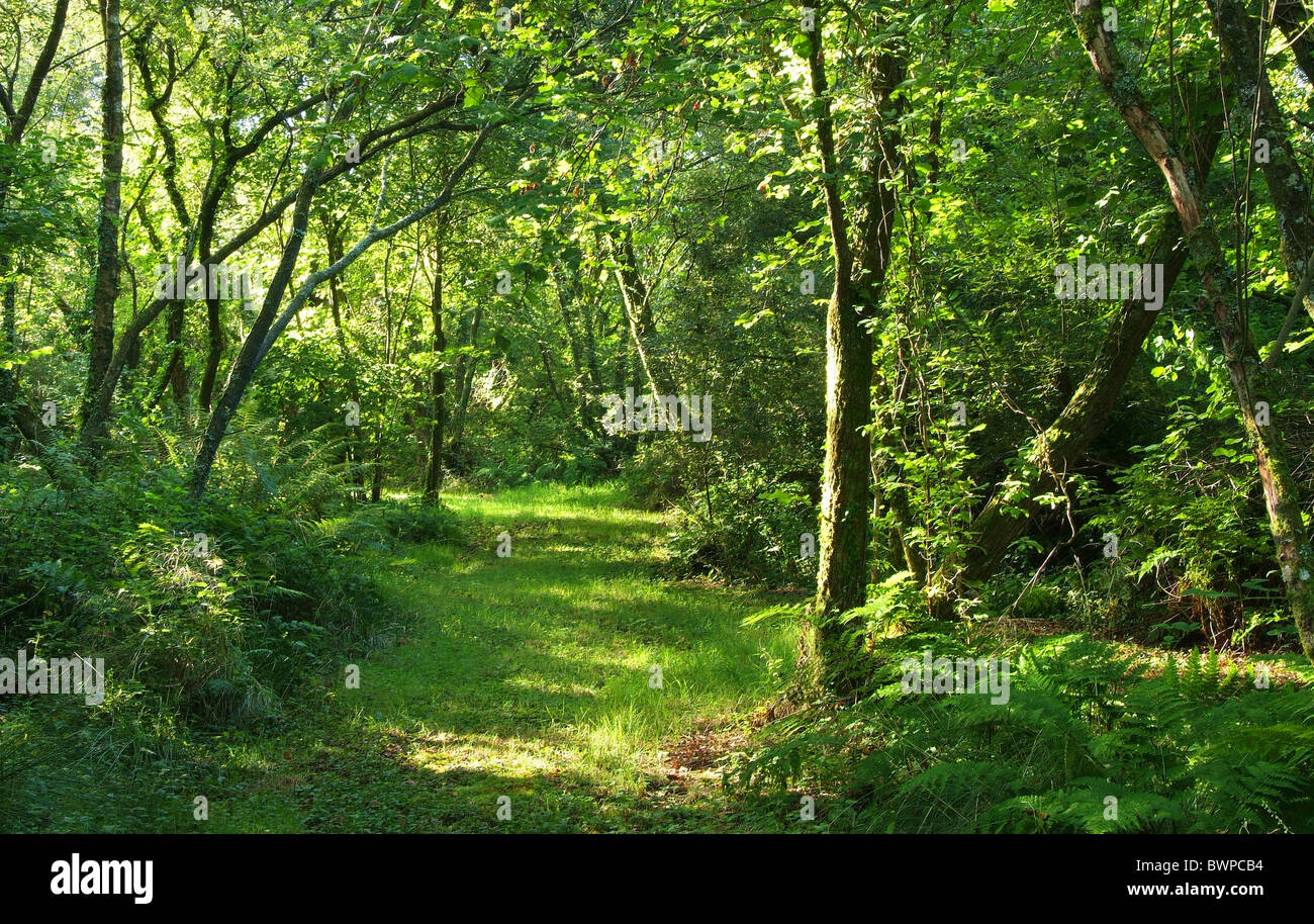 Sunlit forest clearing hi-res stock photography and images - Alamy