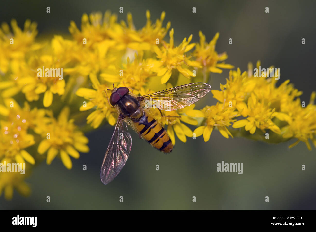 Canadian goldenrod hi-res stock photography and images - Alamy
